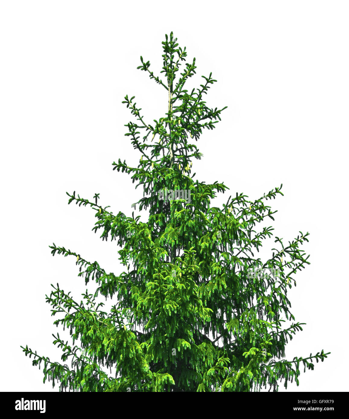 Firs tree hi-res stock photography and images - Alamy