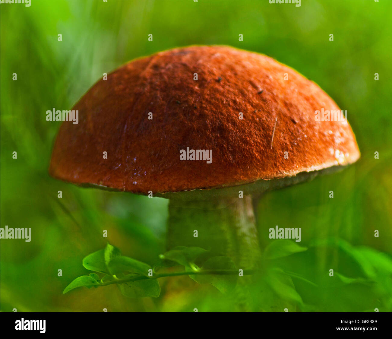 the White mushroom Stock Photo - Alamy