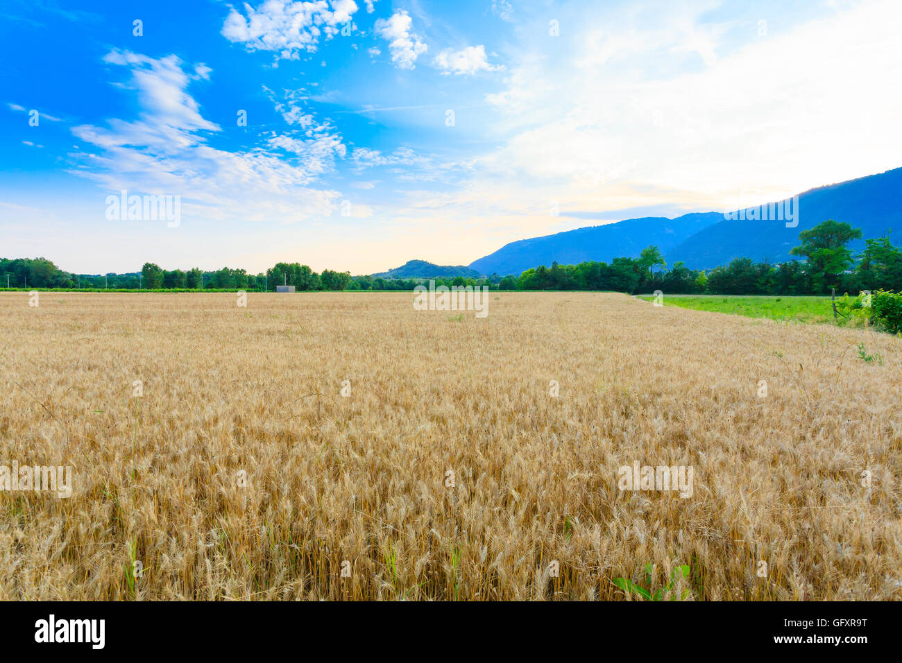Wheat field from italian countryside. Agriculture and Rural life ...