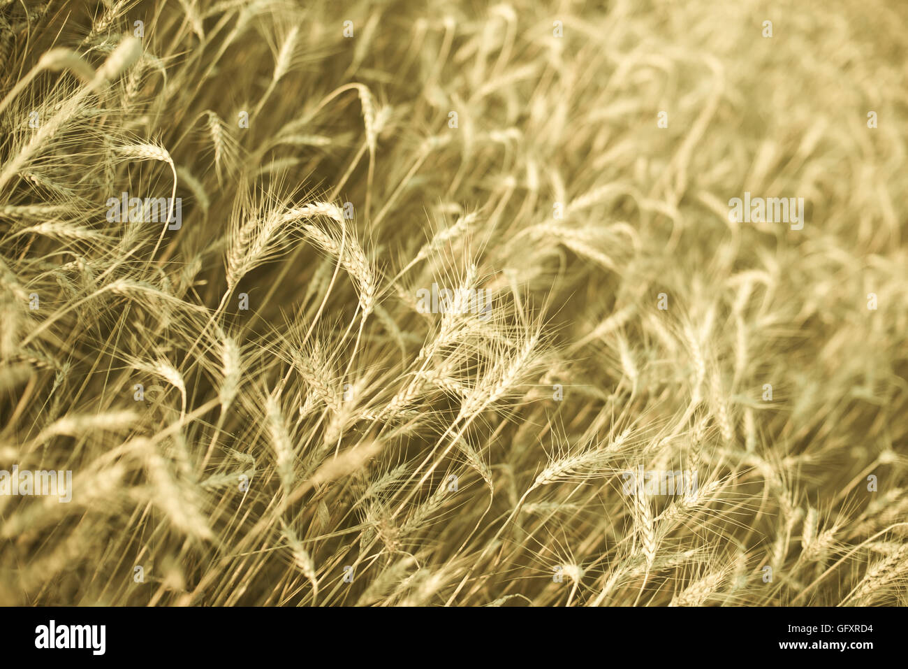 rye field, closeup Stock Photo - Alamy
