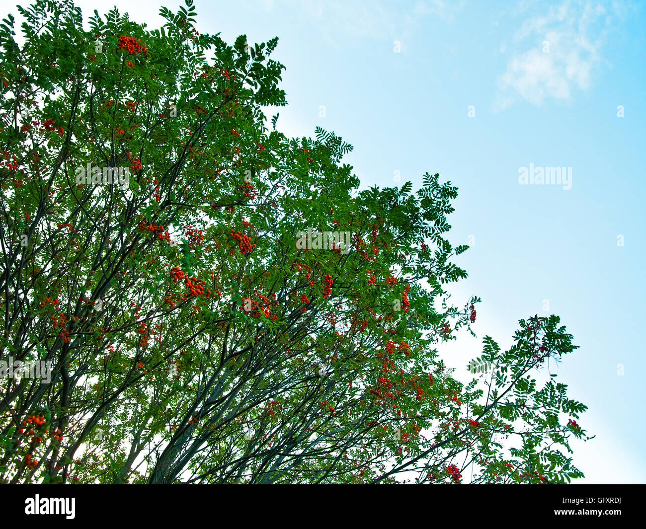 Berry trees hi-res stock photography and images - Alamy