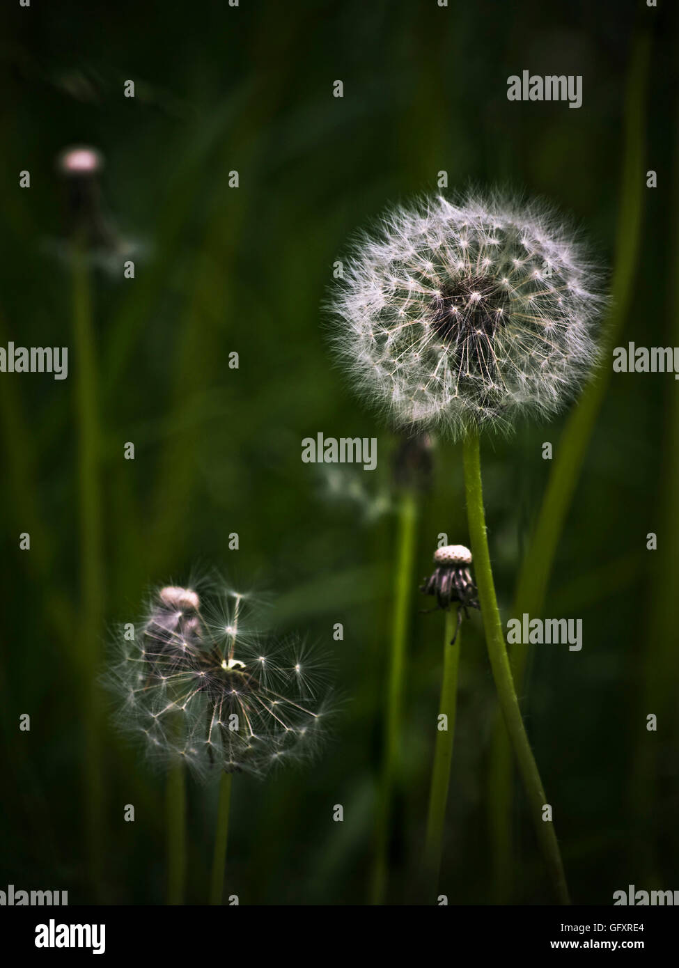 dandelions in dark Stock Photo - Alamy
