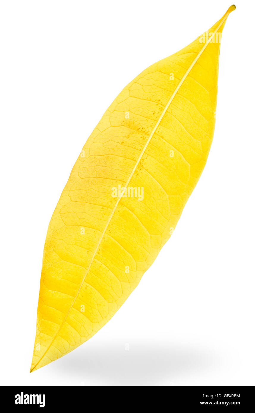 yellow leaf isolated Stock Photo - Alamy