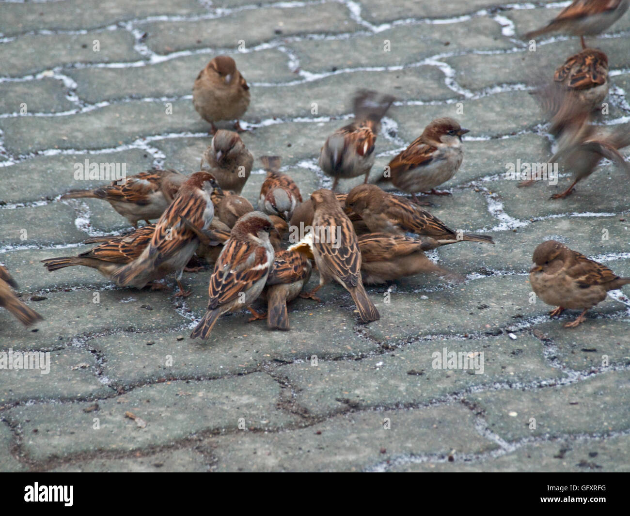 Street sparrow High Resolution Stock Photography and Images - Alamy