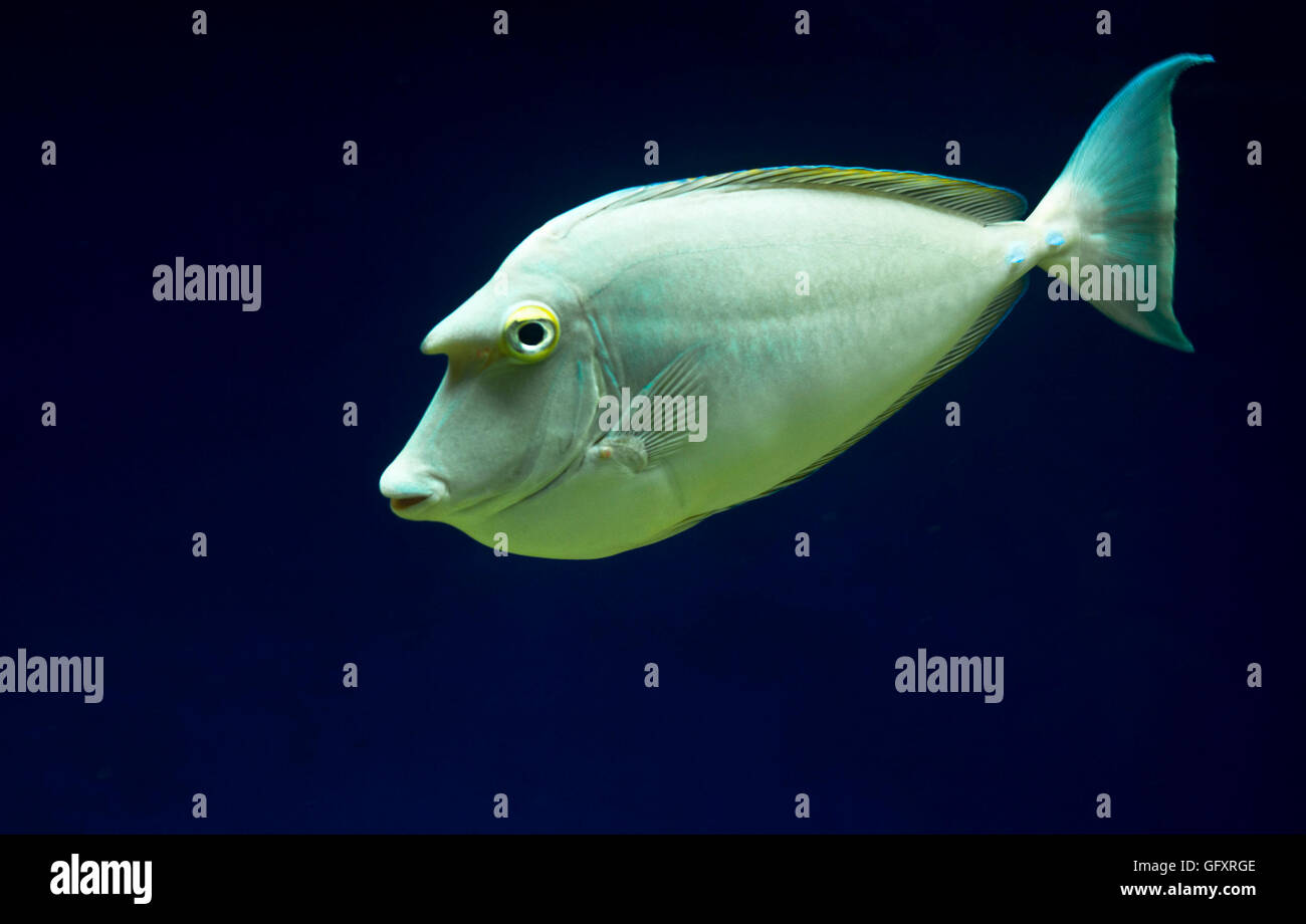 Unicorn fish hi-res stock photography and images - Alamy