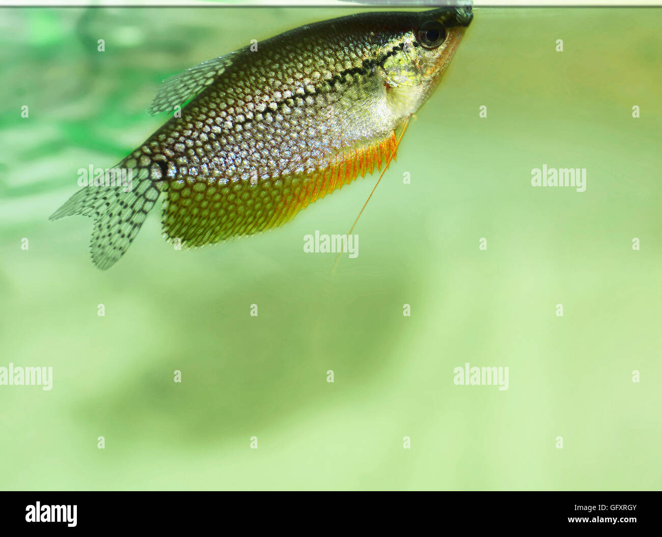 Gourami aquarium fish Stock Photo - Alamy