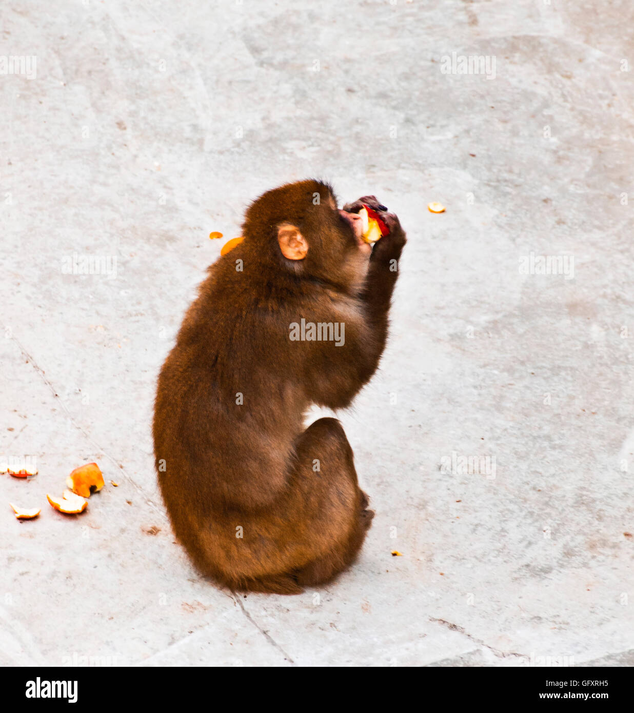 Monkey fruit citrus hi-res stock photography and images - Alamy