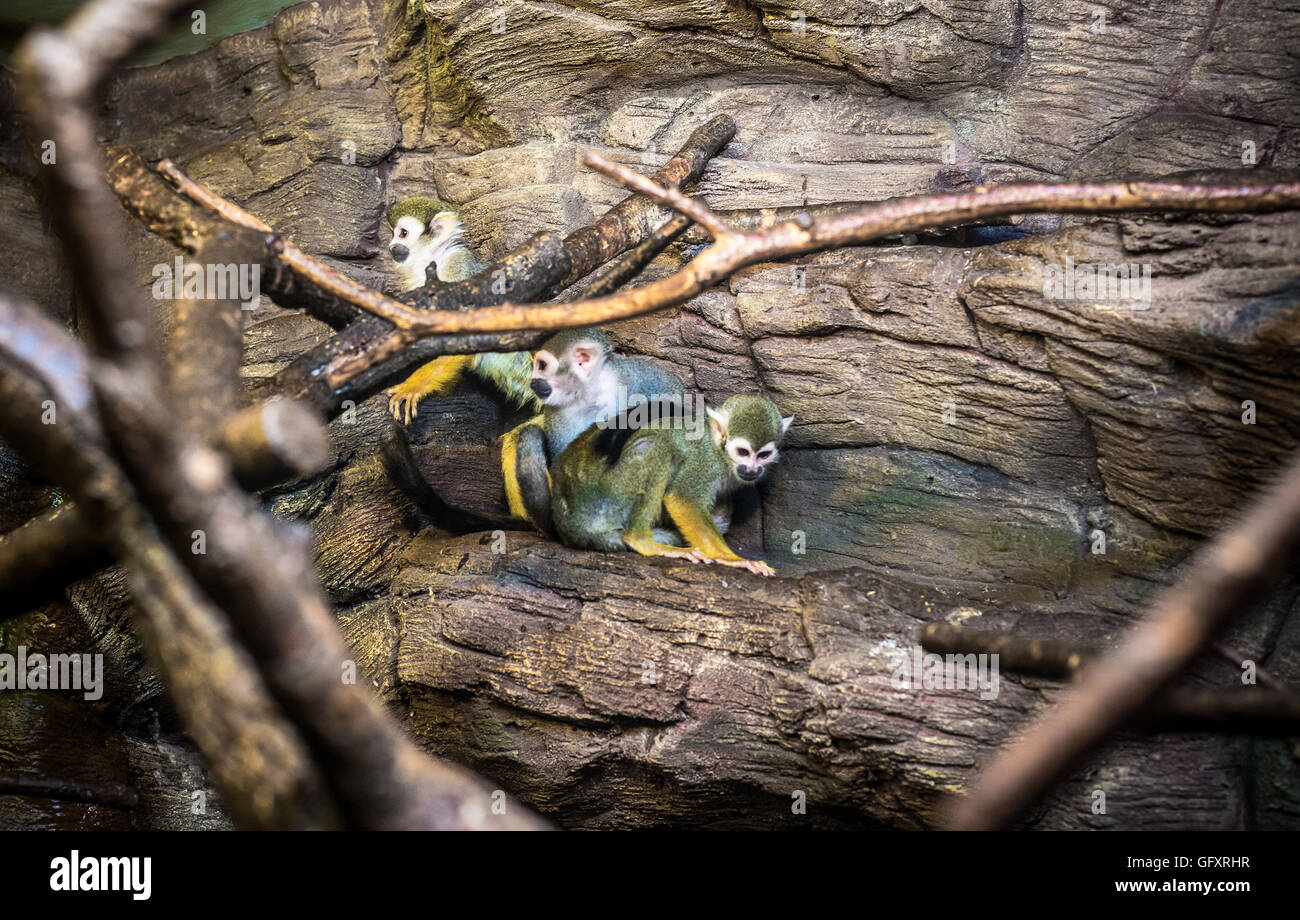 Mammals cage zoo group hi-res stock photography and images - Alamy
