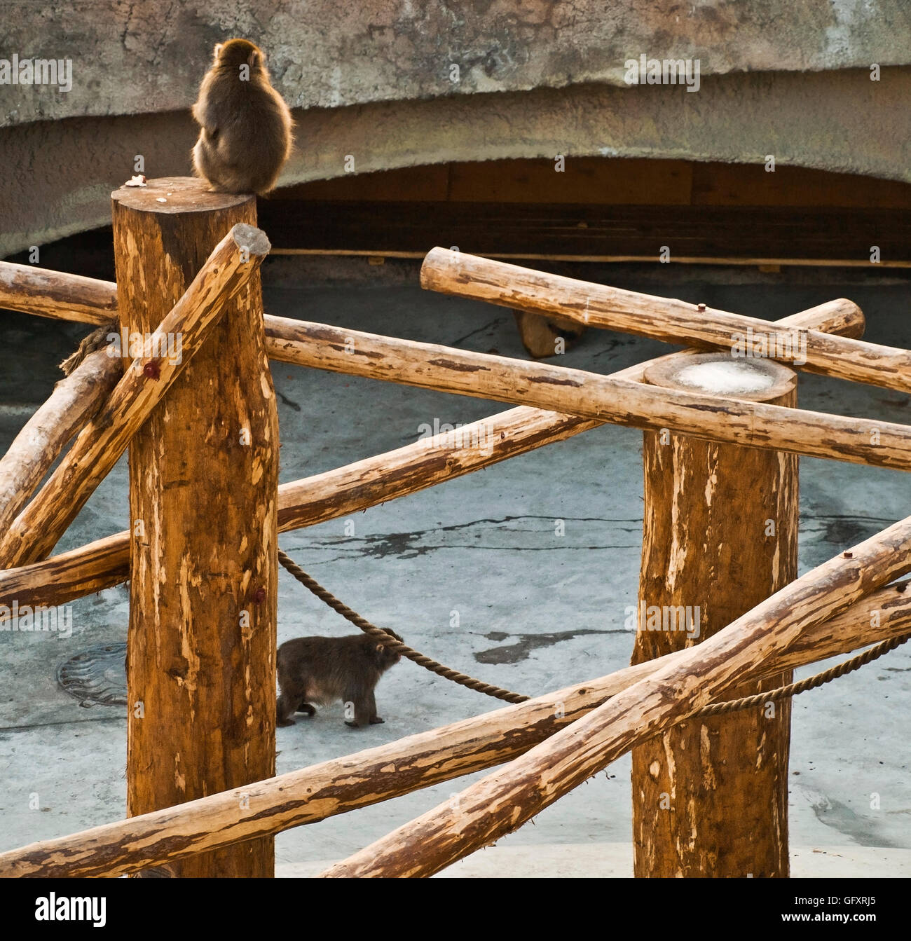 open-air enclosure with primates Stock Photo - Alamy