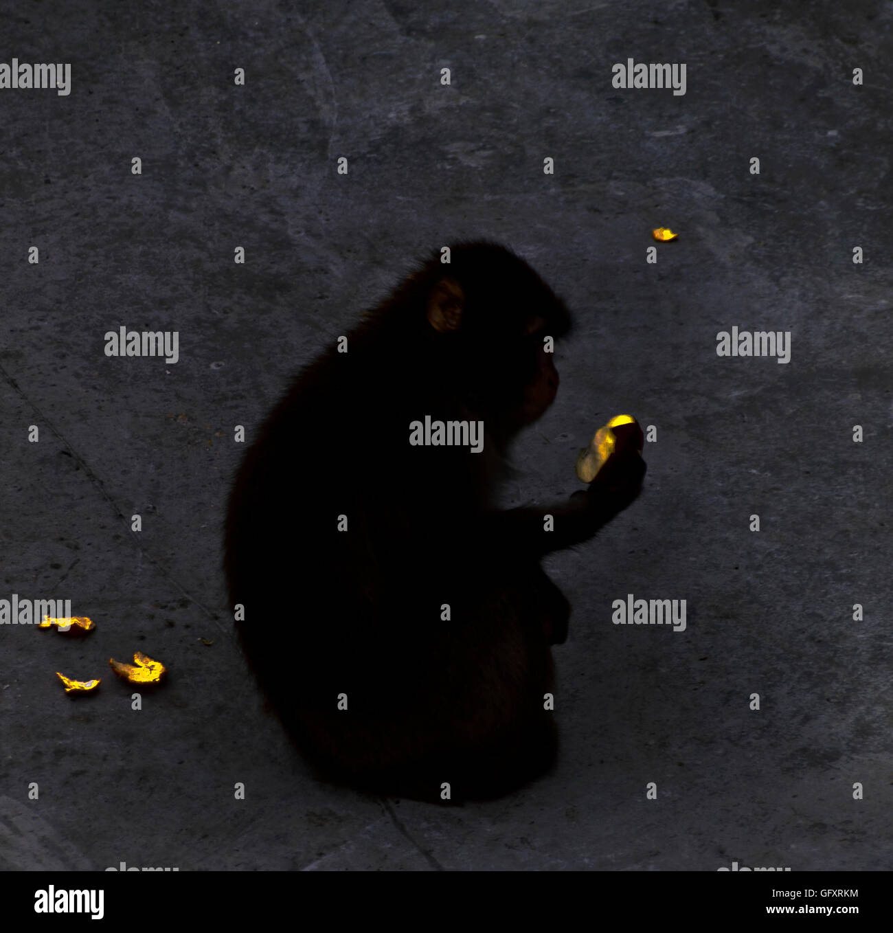 Chimp eating fruit hi-res stock photography and images - Alamy