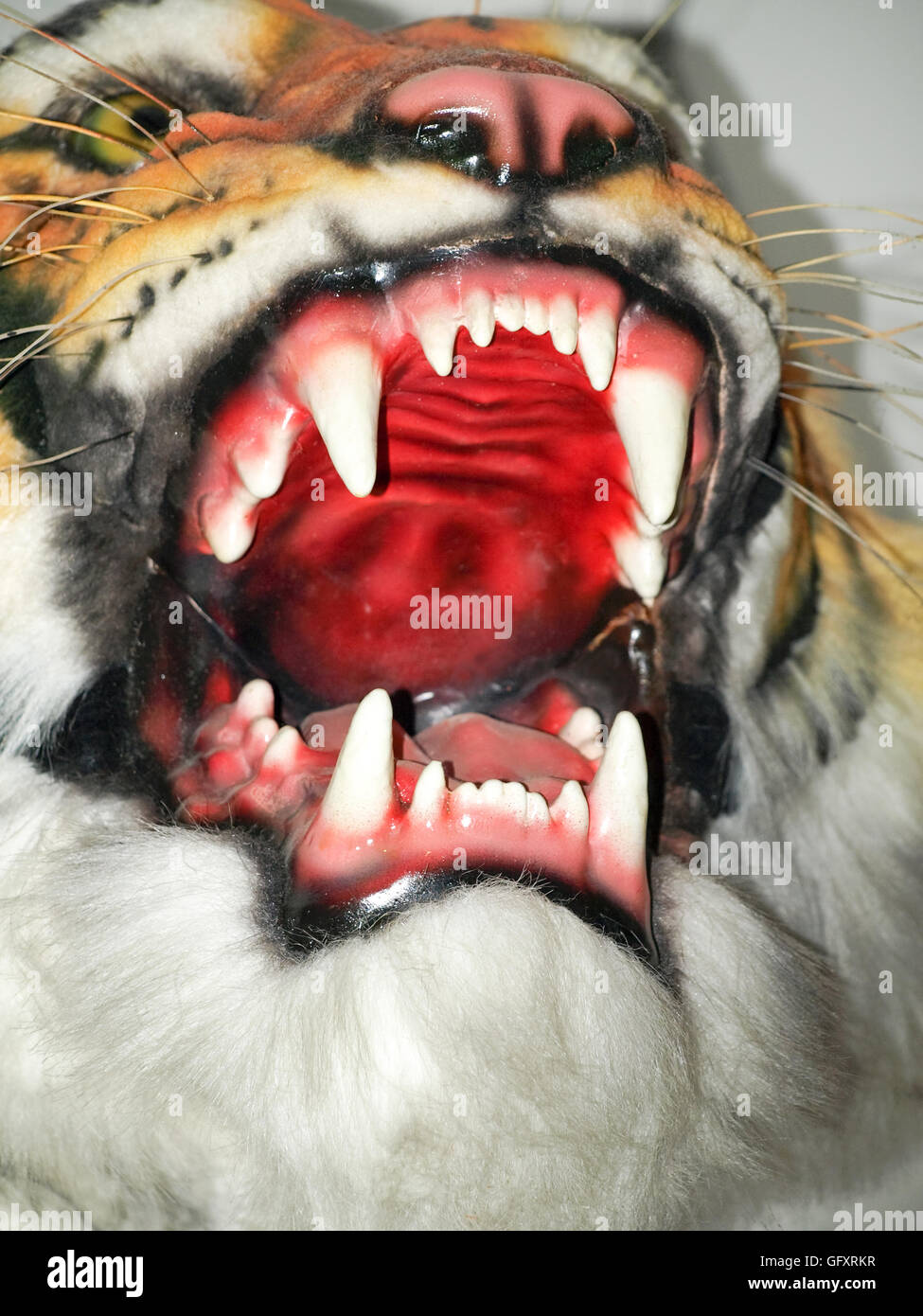 Tiger taxidermy hi-res stock photography and images - Alamy