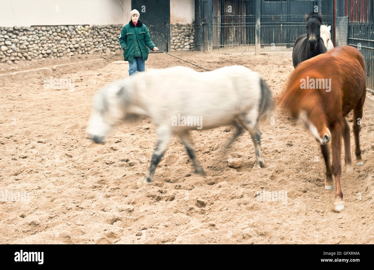 ponies and trainer Stock Photo - Alamy
