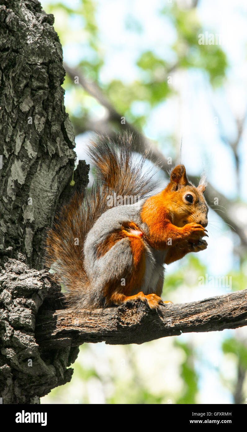 Squirrels rodents hi-res stock photography and images - Alamy