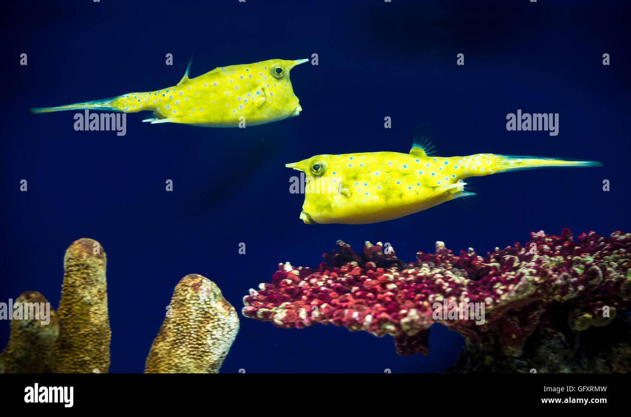 Pair of fishes hi-res stock photography and images - Alamy