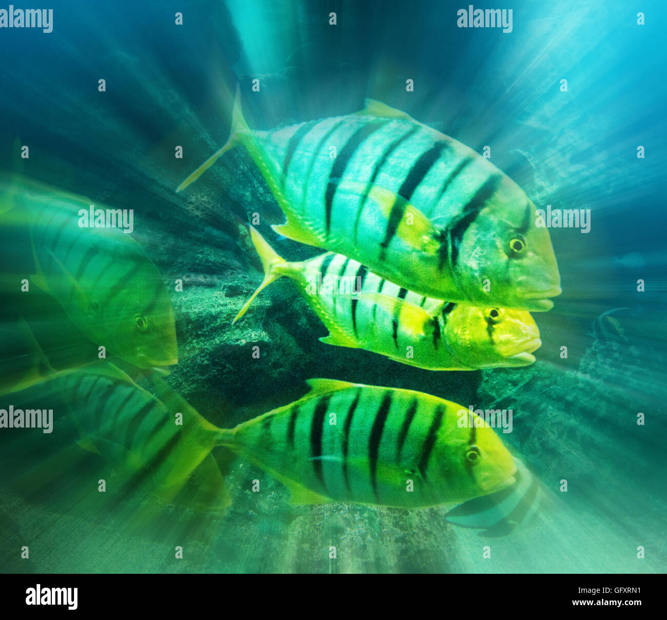 Fish motion blur hi-res stock photography and images - Alamy