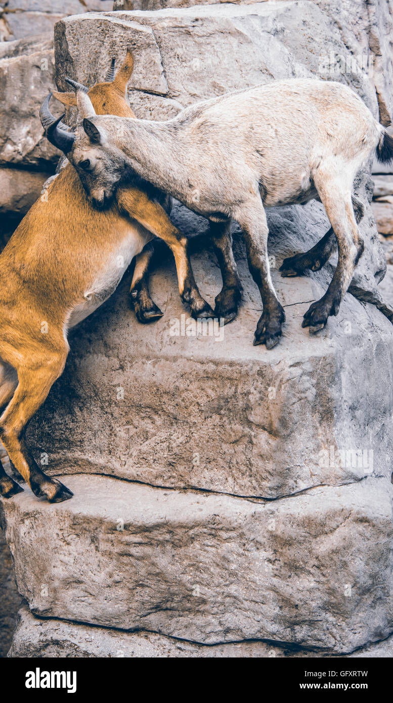 Mating goats hi-res stock photography and images - Alamy