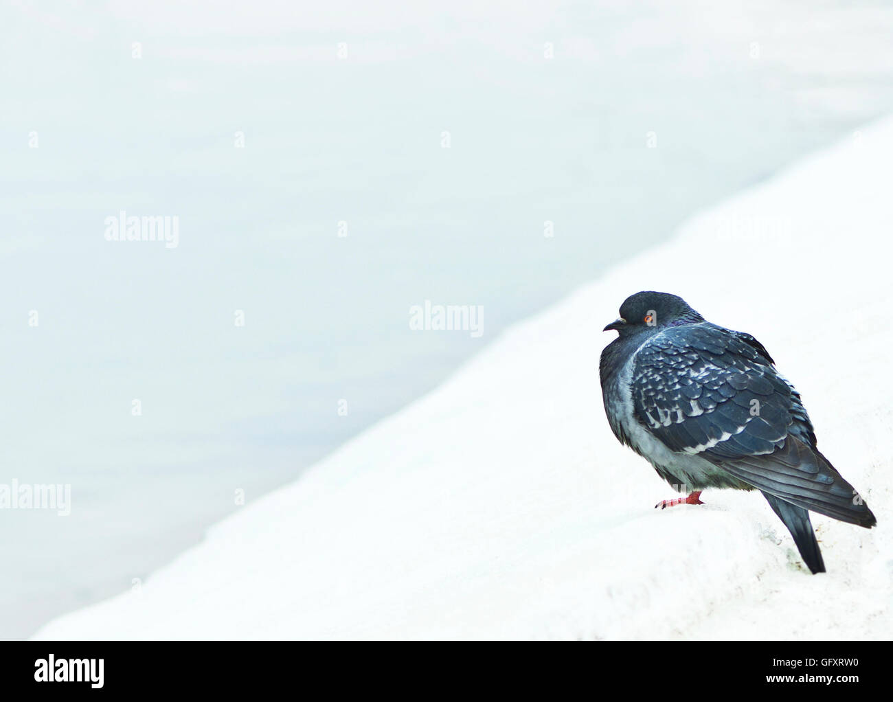 Snow white pigeon hi-res stock photography and images - Alamy