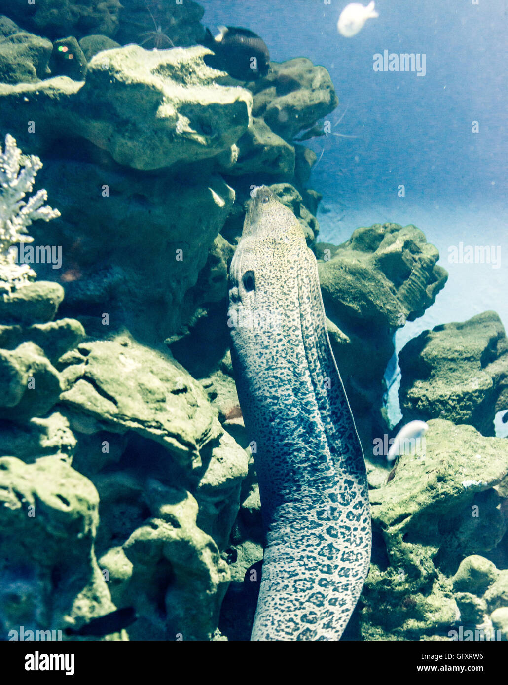 Moray eel hi-res stock photography and images - Alamy