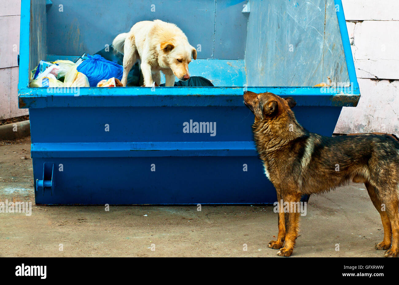Homeless dog in waste bin hi-res stock photography and images - Alamy
