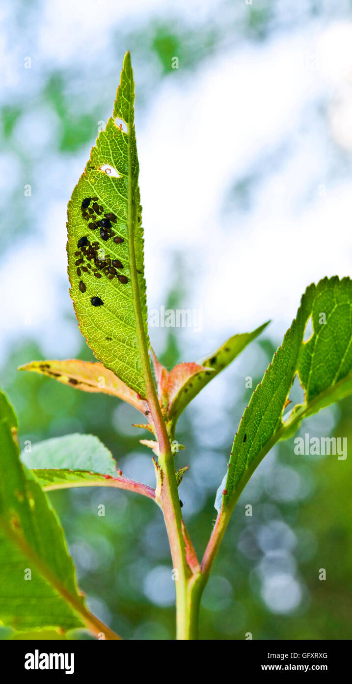 Harmful insects hi-res stock photography and images - Alamy