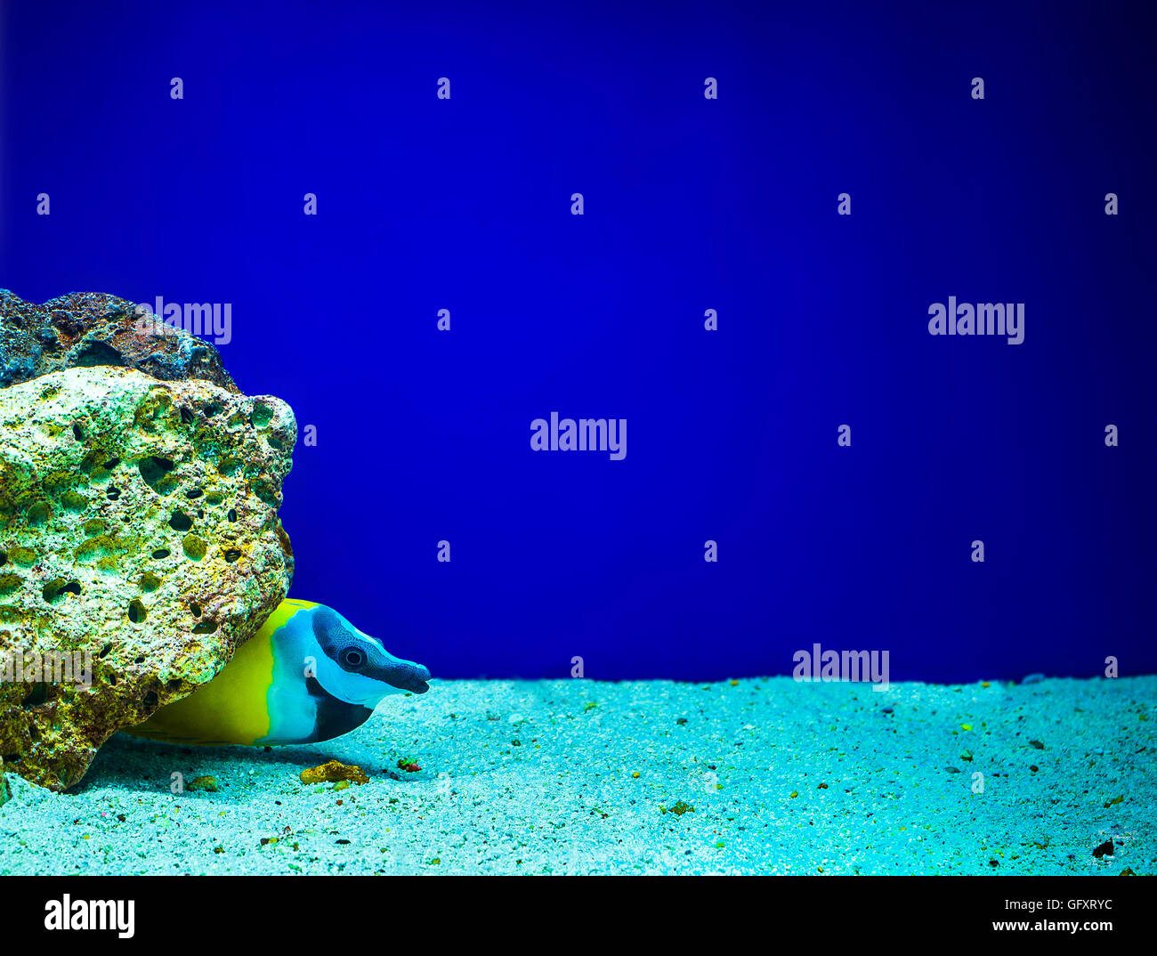 Clear empty aquarium hi-res stock photography and images - Alamy