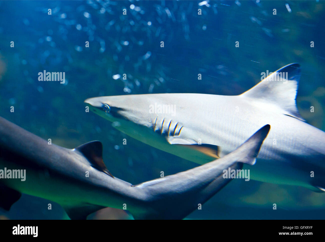 the hound (reef) sharks Stock Photo - Alamy