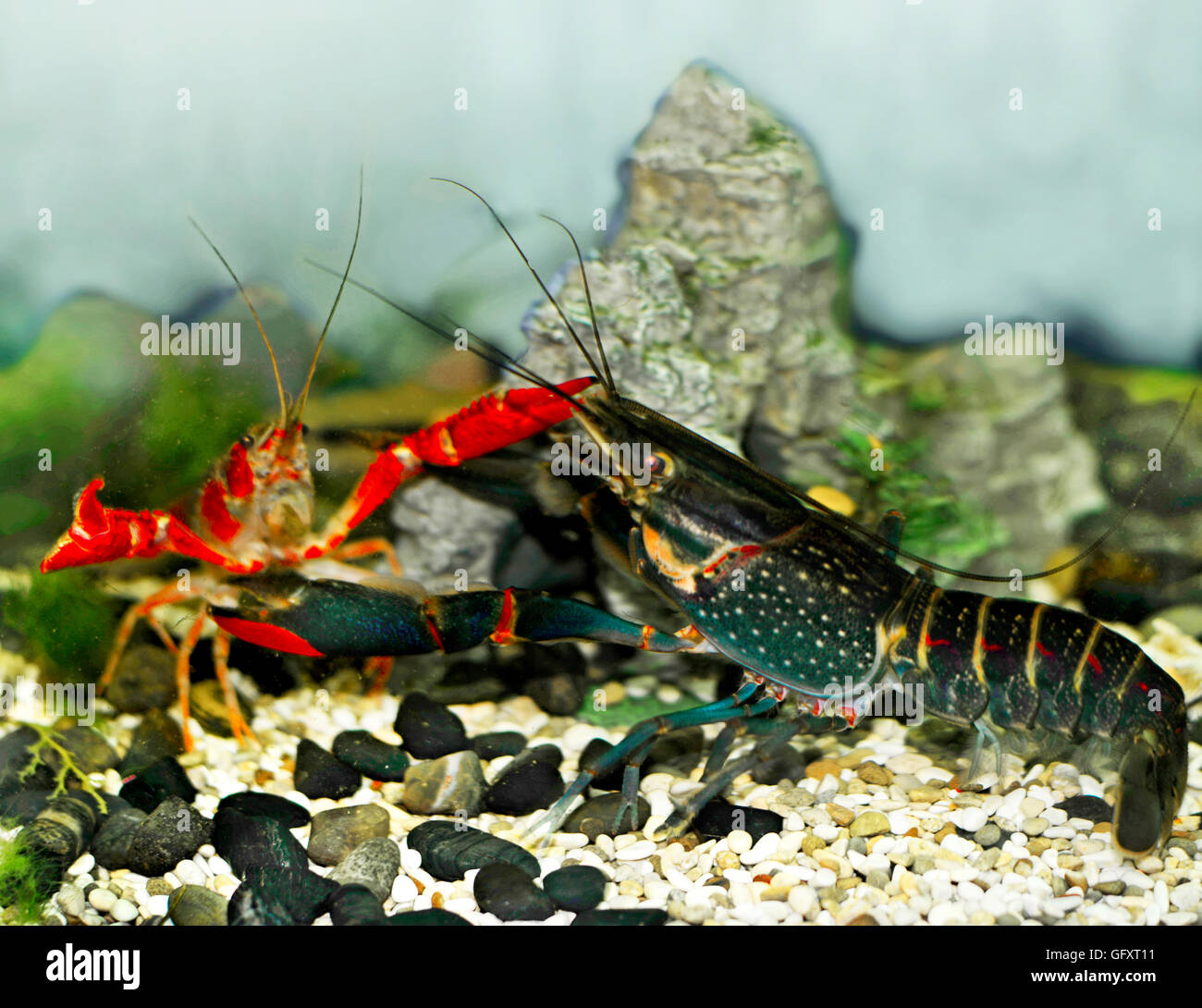 Lobsters fighting hi-res stock photography and images - Alamy