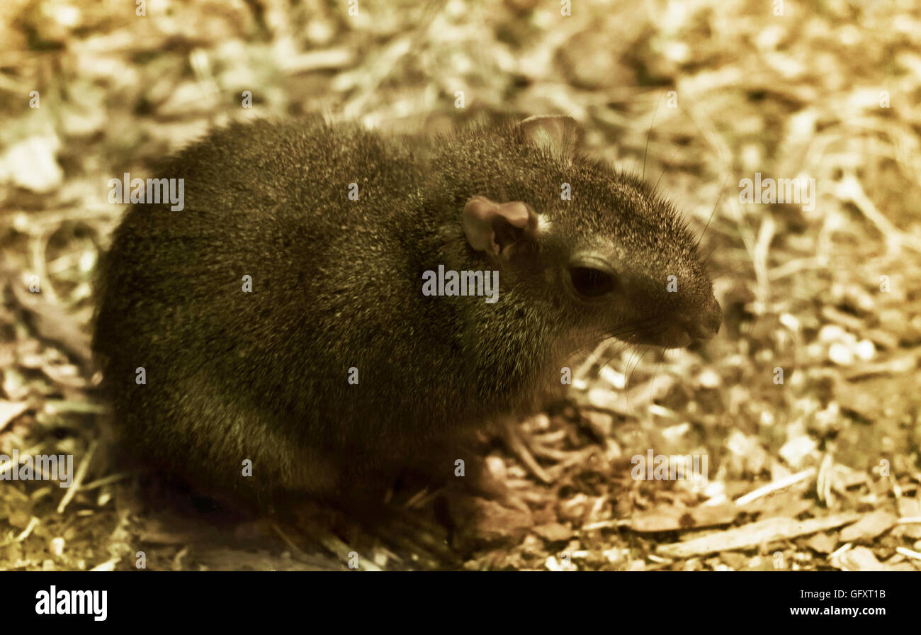 small rodent, infrared Stock Photo - Alamy