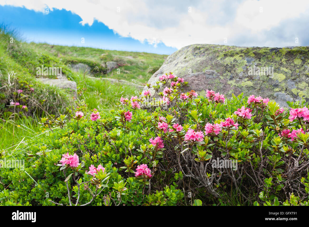 Rhododendron shrub close up from Italian Alps. Beauty in nature. Wild ...
