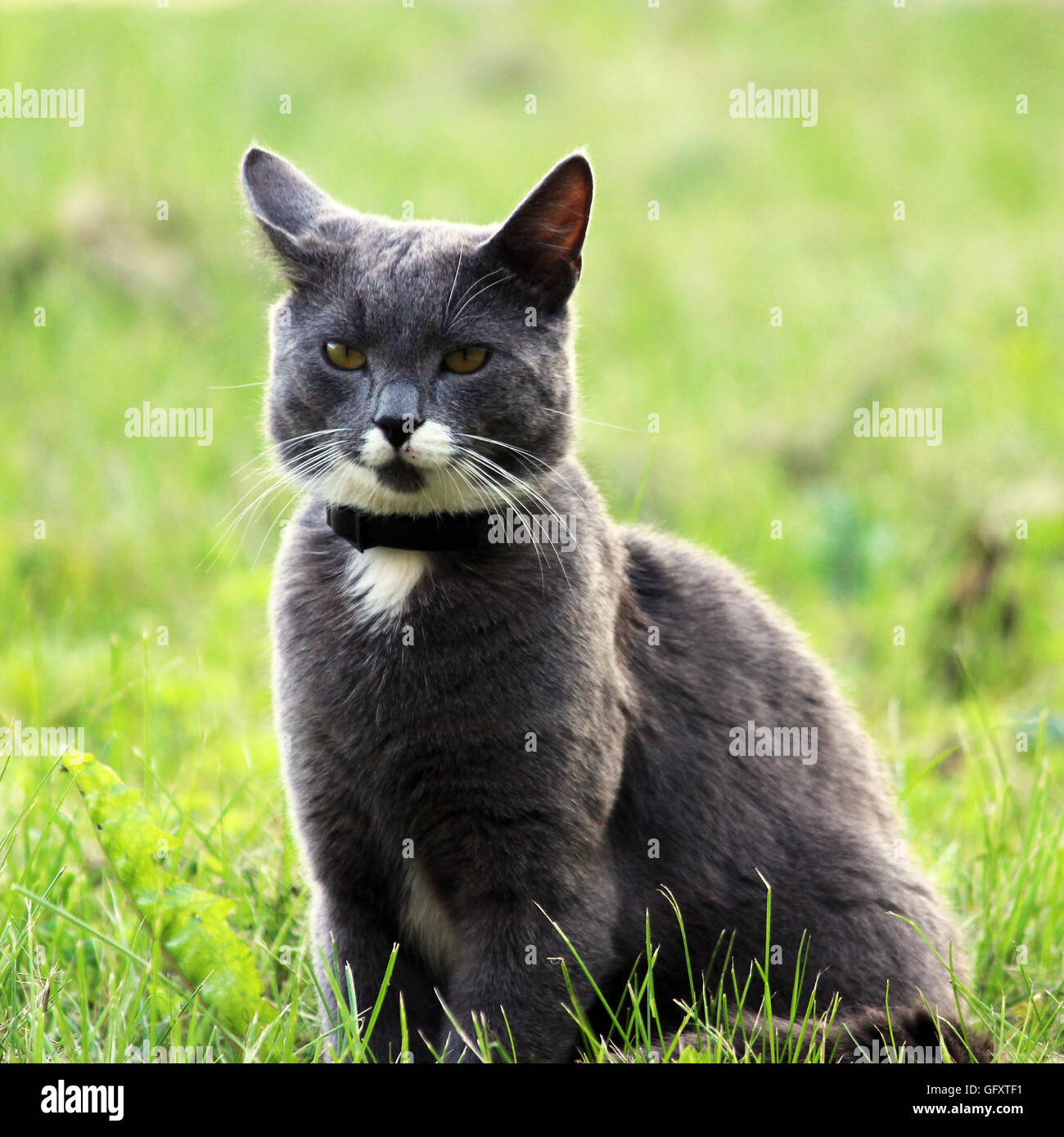 Nice gray single cat with yellow eyes is posing outdoors on a sunny day ...
