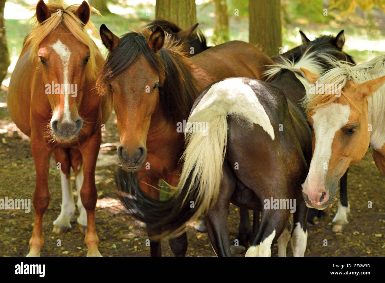 Portuguese horses hi-res stock photography and images - Alamy