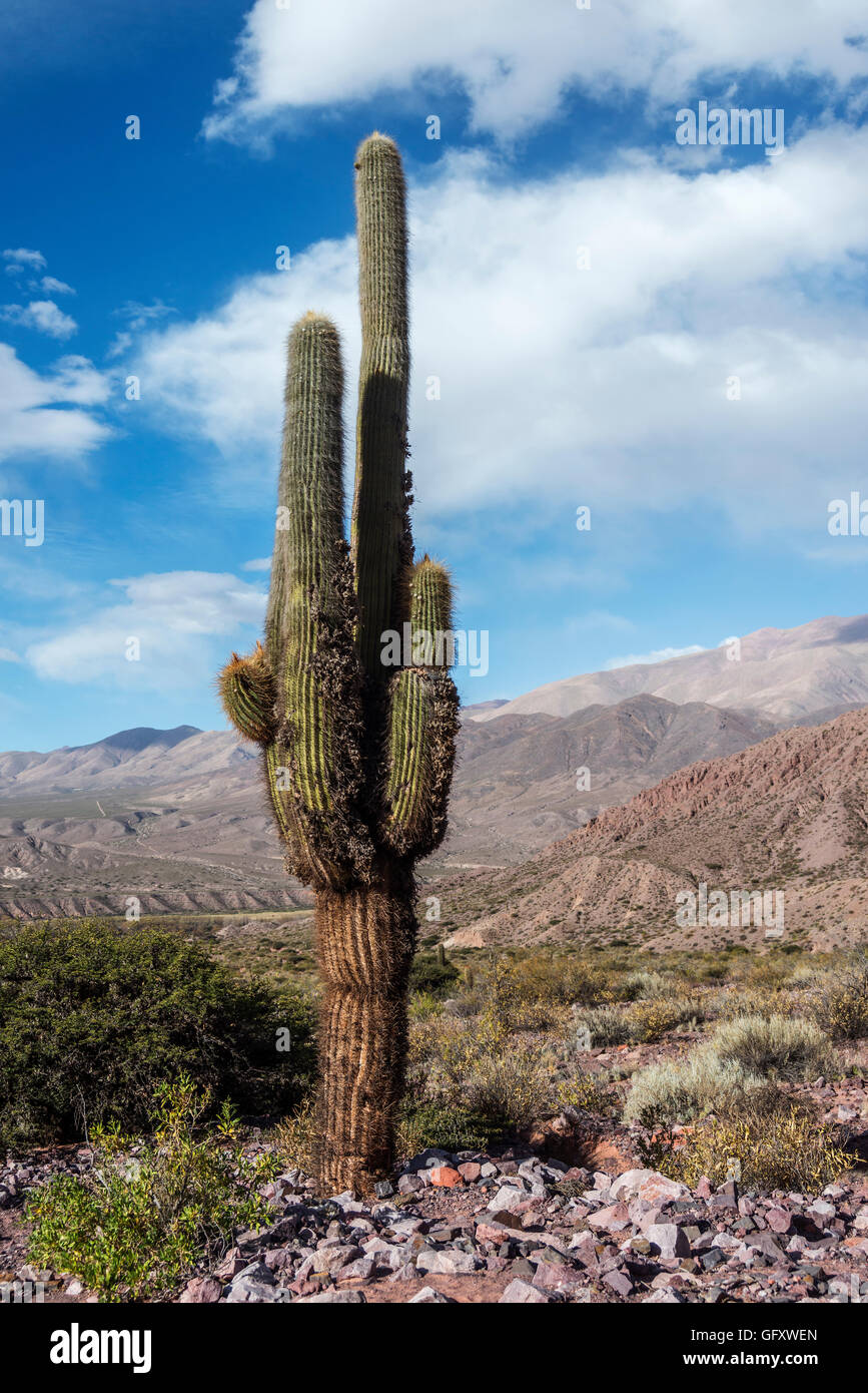 cardon, cactus typical Andean highlands, Humahuaca, Jujuy, Argentina ...