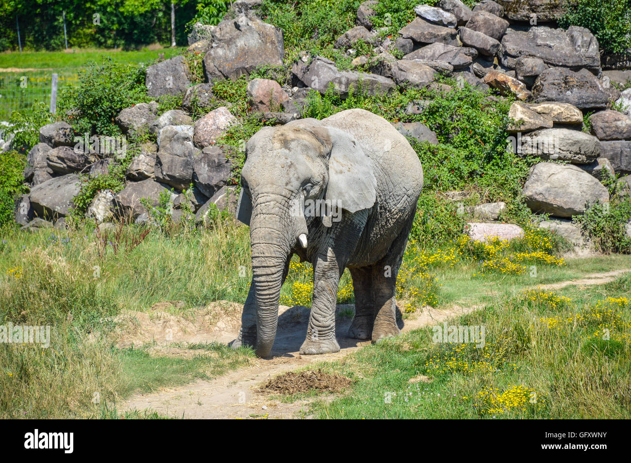 Elephant safari in Quebec, Canada Stock Photo - Alamy