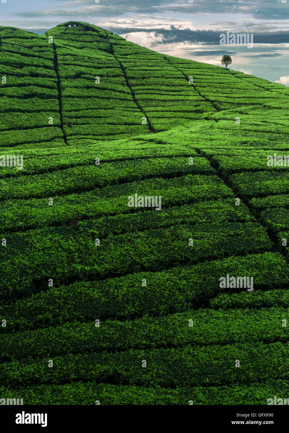 Green Hill of tea plant Stock Photo - Alamy