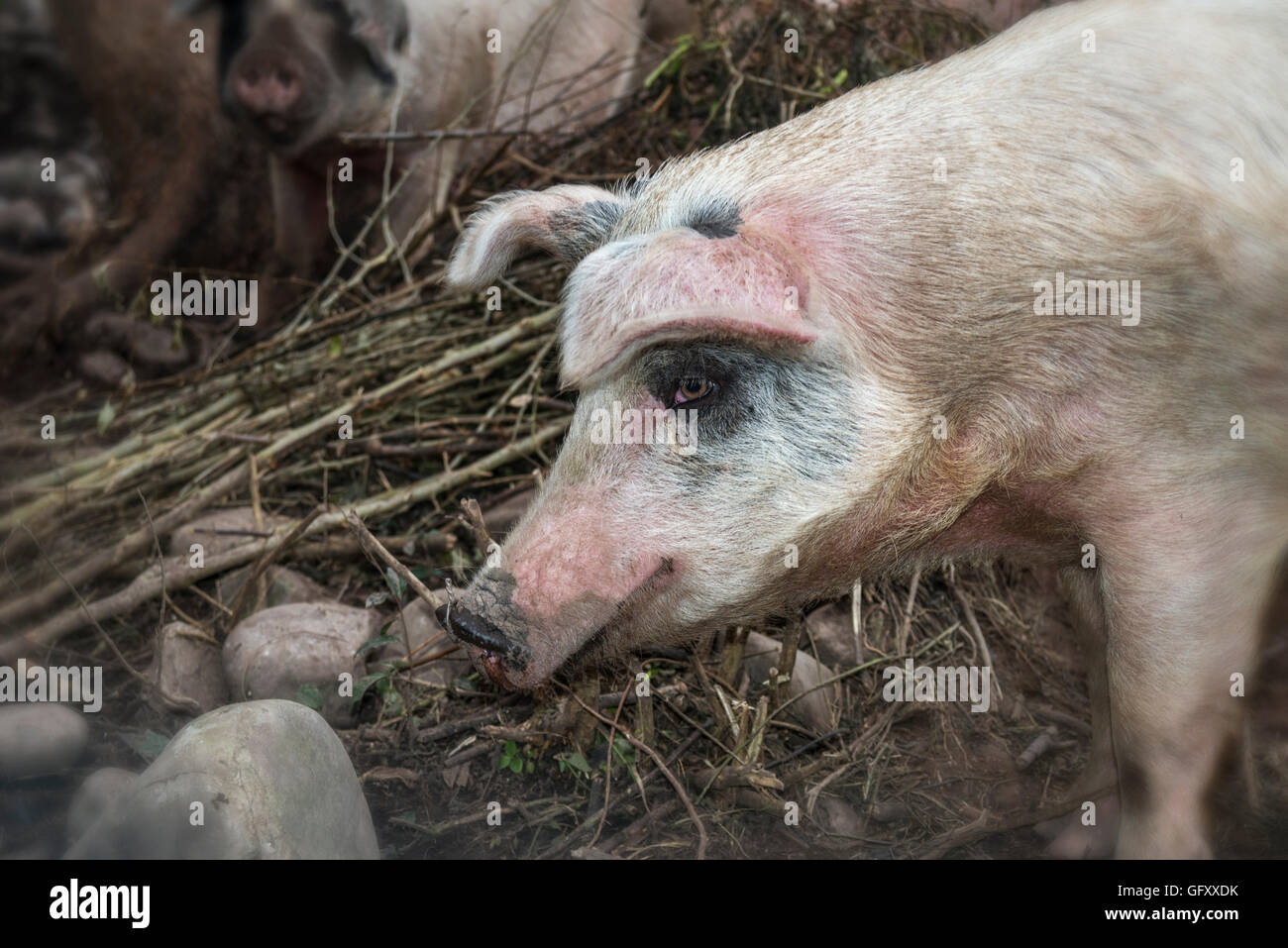 portrait of a pig in a natural environment Stock Photo - Alamy