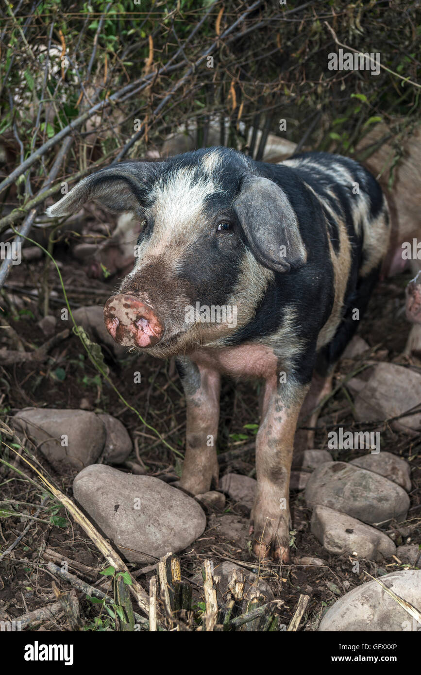 pig looking at camera in a natural environment Stock Photo - Alamy