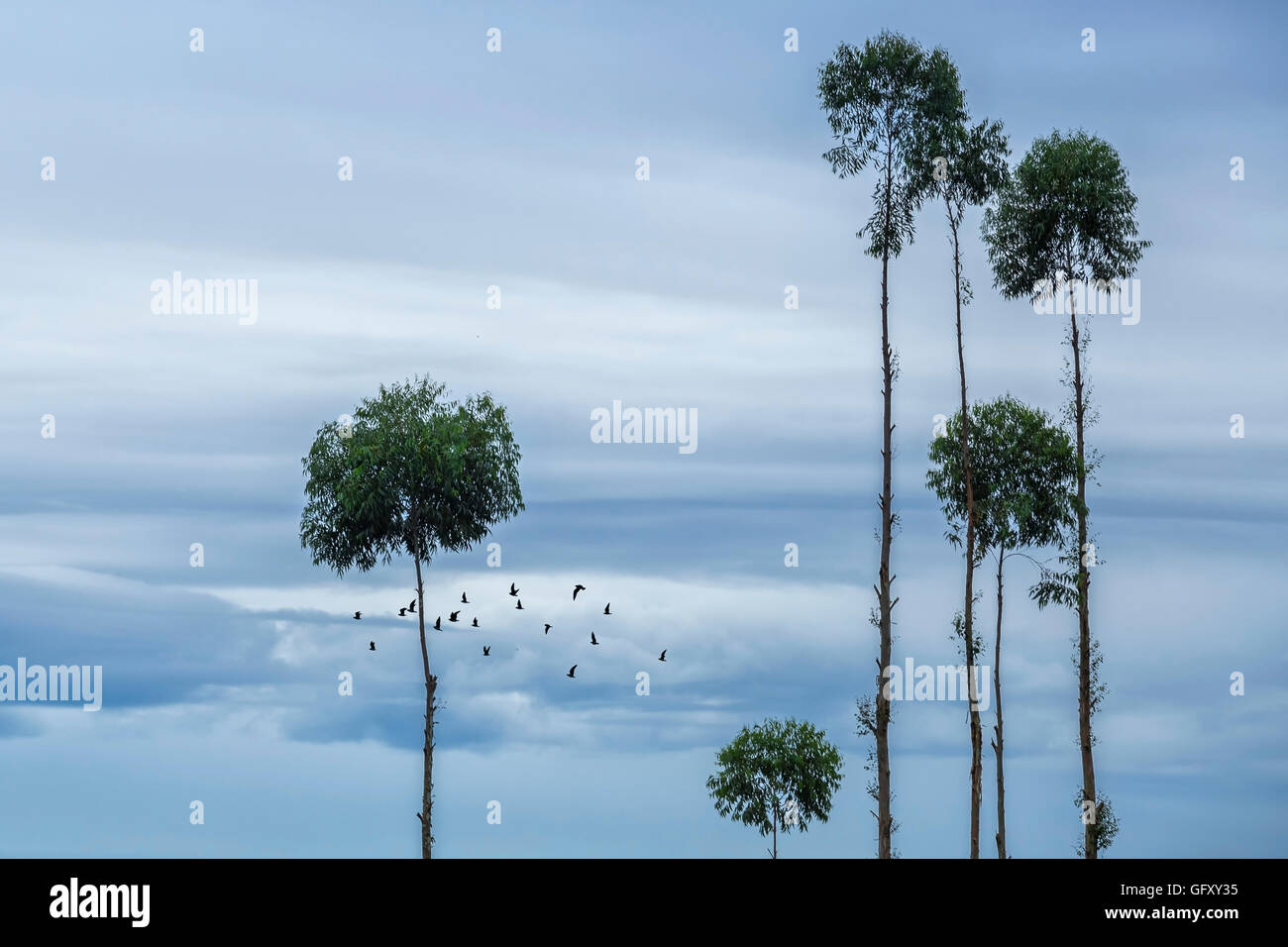 Long tree hi-res stock photography and images - Alamy