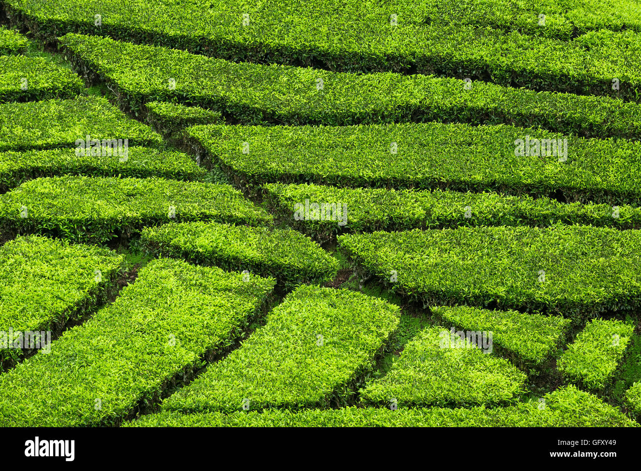 Tea plant hi-res stock photography and images - Alamy