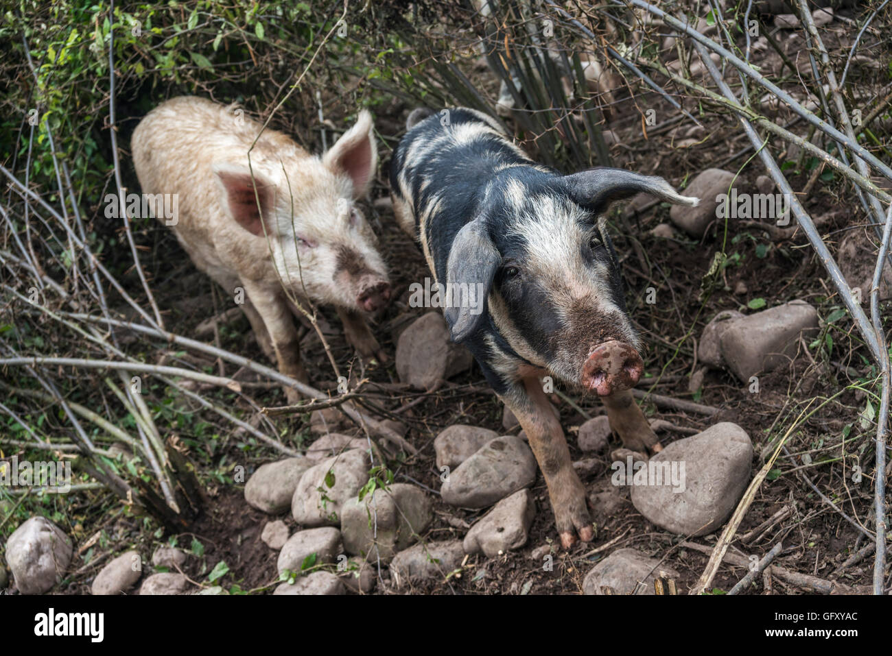 Boar behind tree hi-res stock photography and images - Alamy