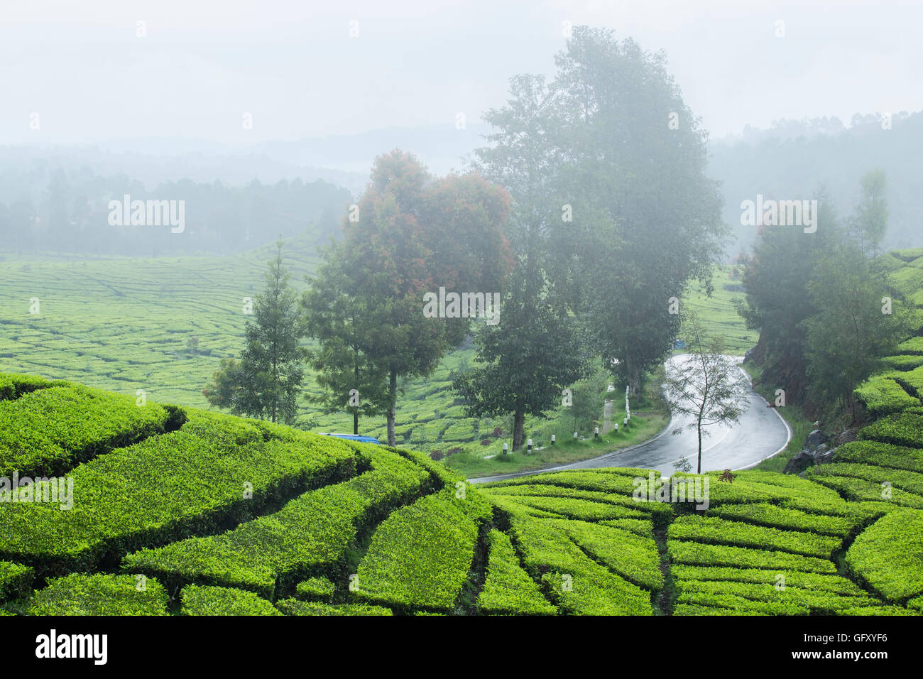 green tea plant field Stock Photo - Alamy