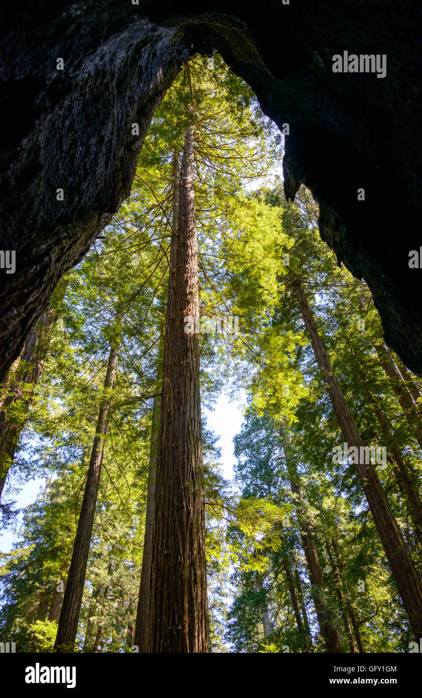 Redwood National Park Stock Photo - Alamy