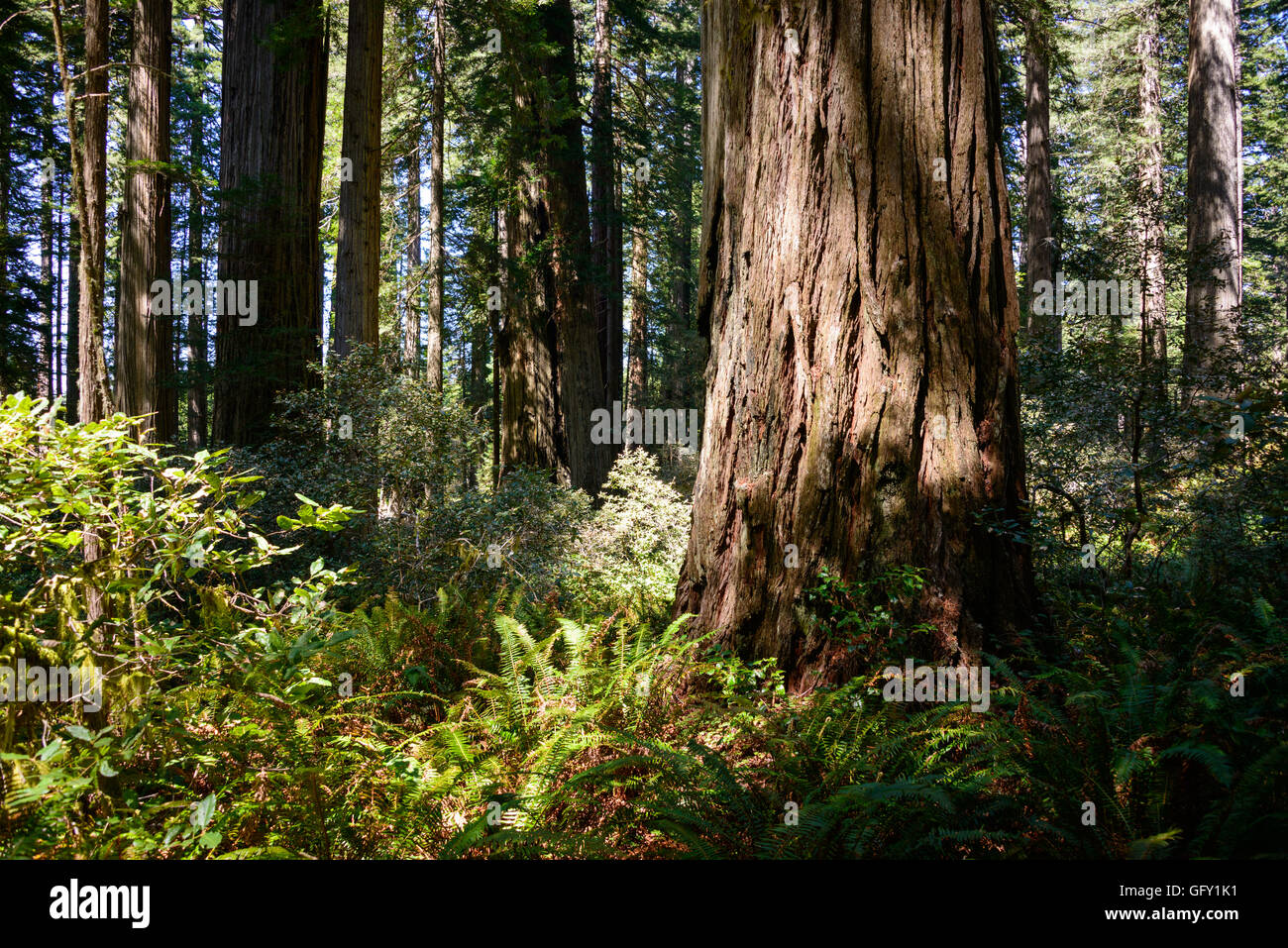 Redwood National Park Stock Photo - Alamy