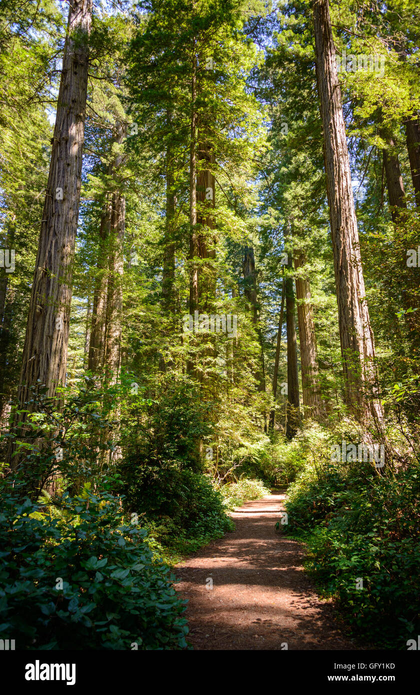 Redwood National Park Stock Photo - Alamy
