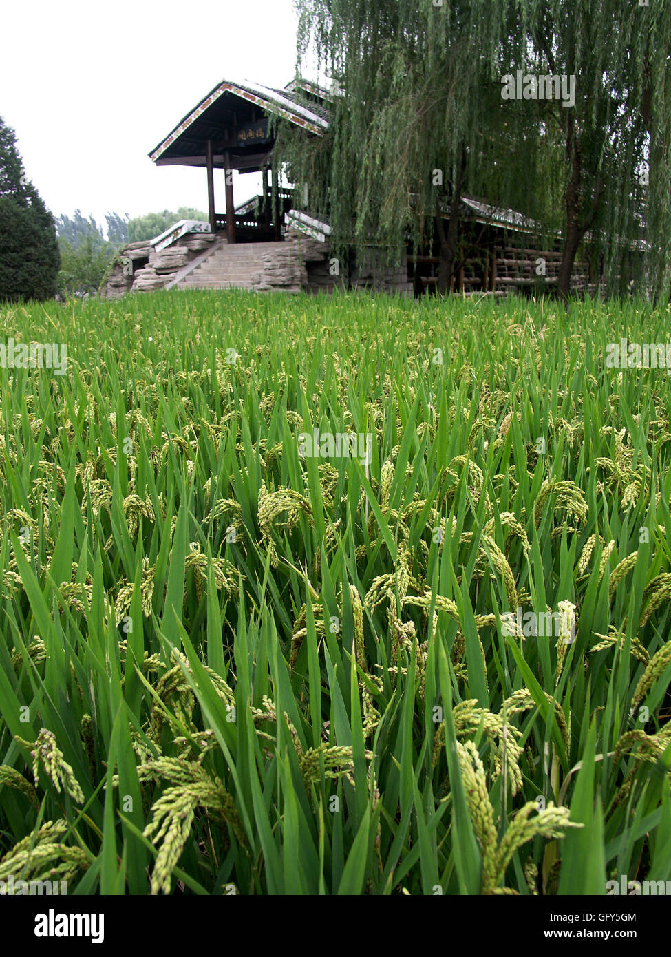 Drum Tower Pagoda and barley field in the Chinese Ethnic Culture Park ...