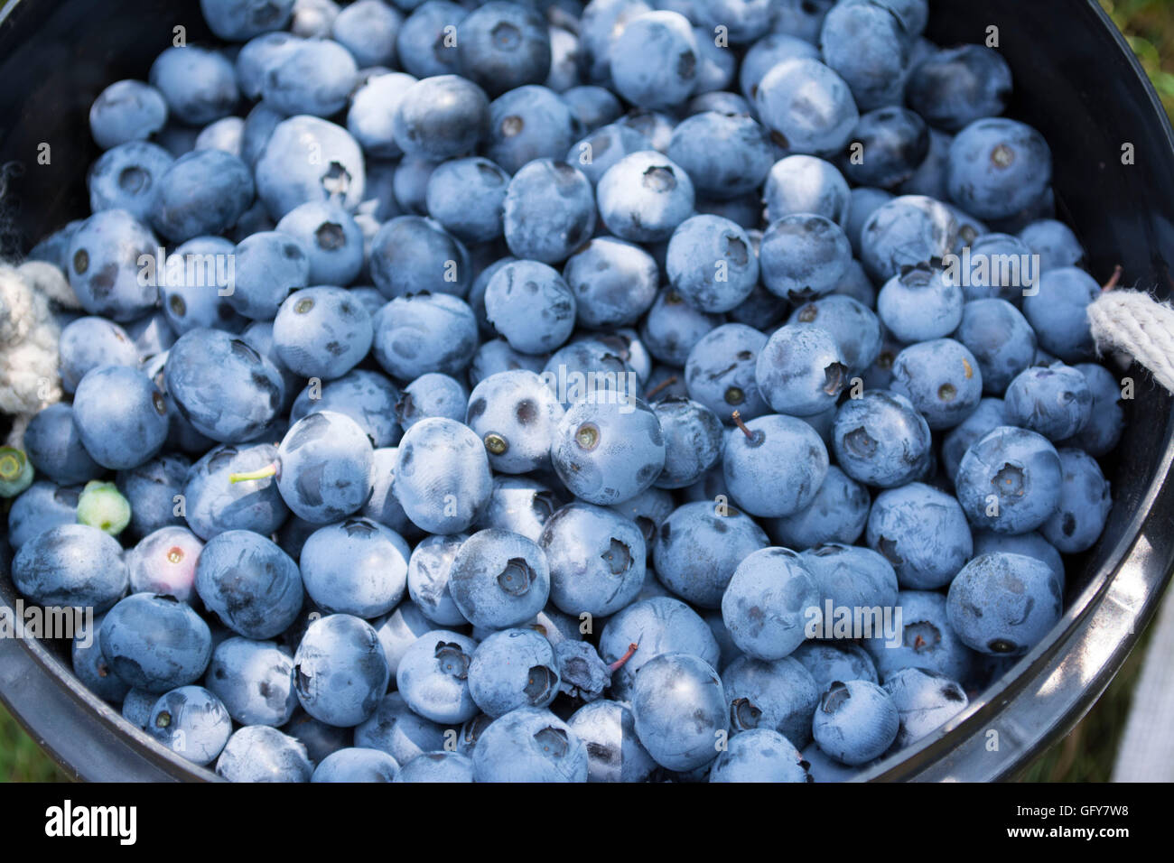 Pick blueberries hi-res stock photography and images - Alamy
