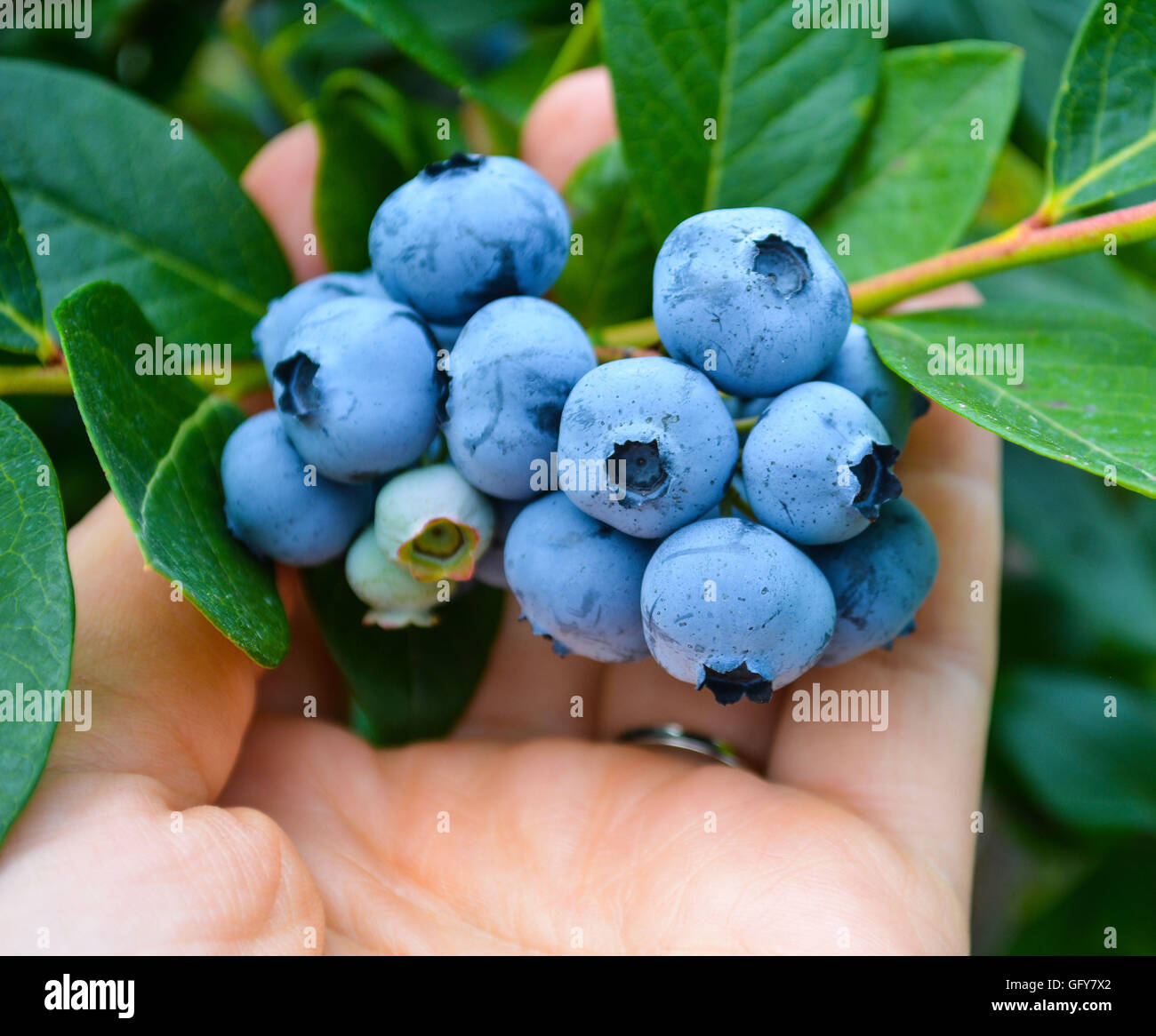 Blueberries in hand Stock Photo - Alamy
