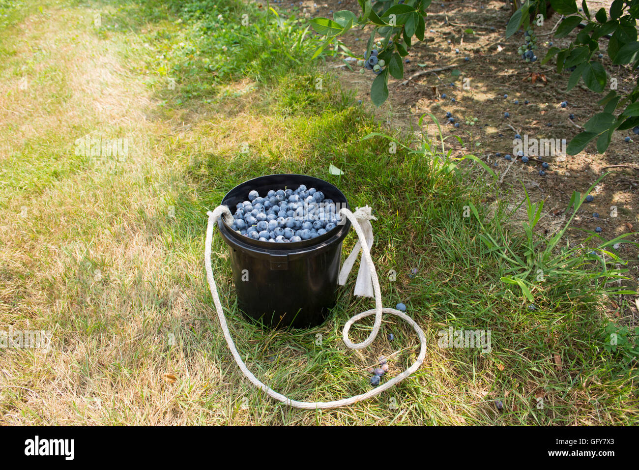Blueberry bucket at the farm Stock Photo - Alamy