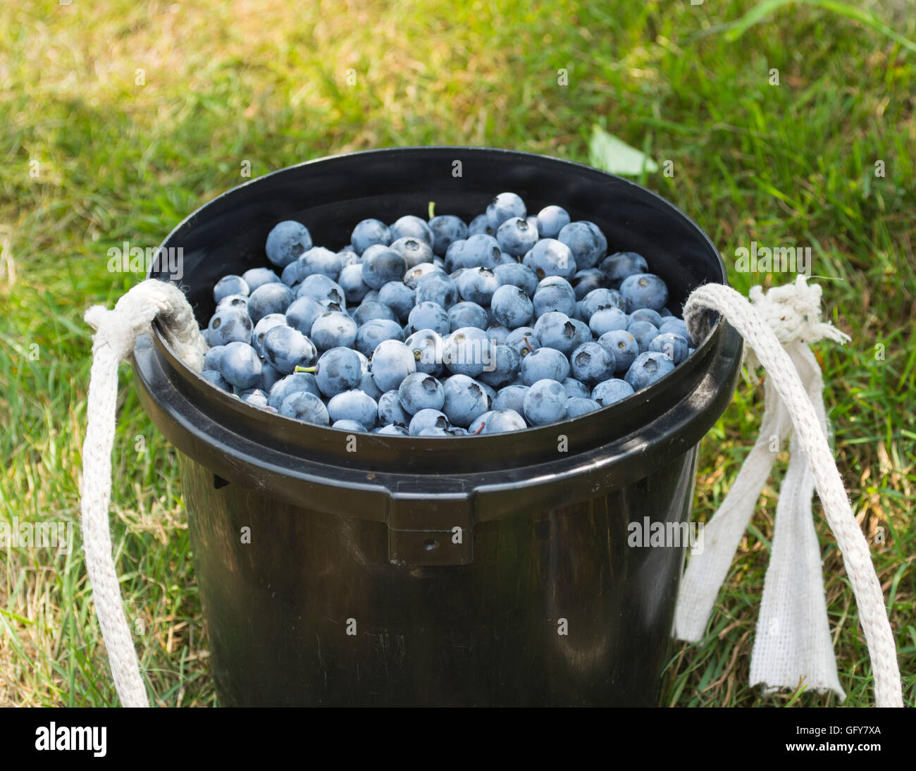 Blueberry bucket at the farm Stock Photo - Alamy