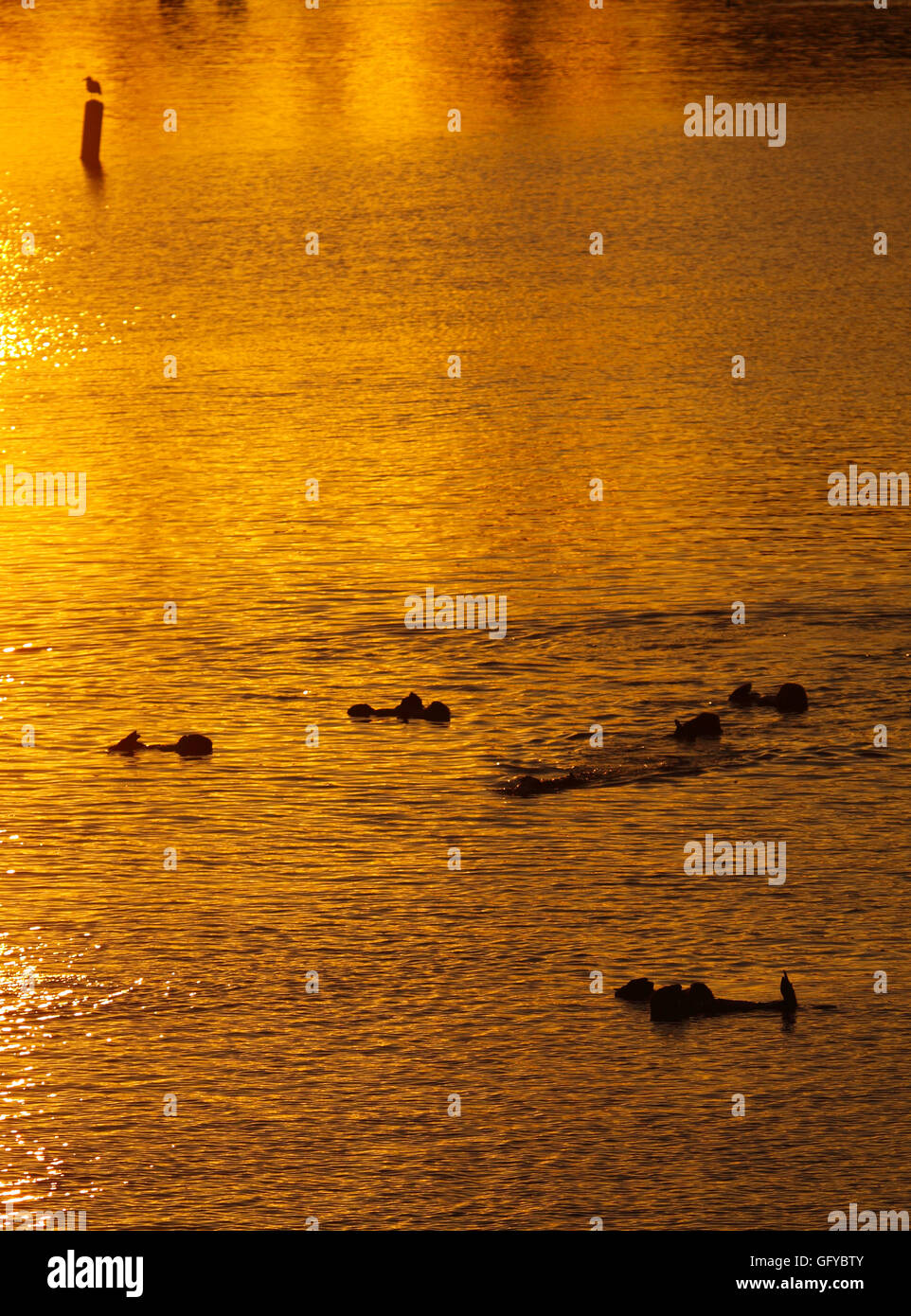 A Sea Otter pod swimming at dawn Stock Photo - Alamy