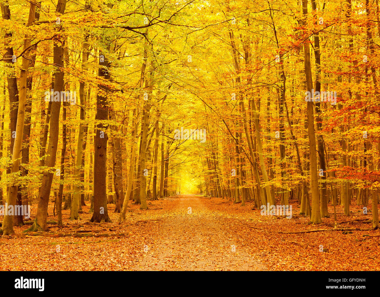 Pathway in the autumn park Stock Photo - Alamy